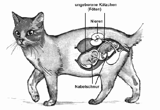 Anatomie Der Katze Die Welt Erfassen Teil 6 – DQUSC